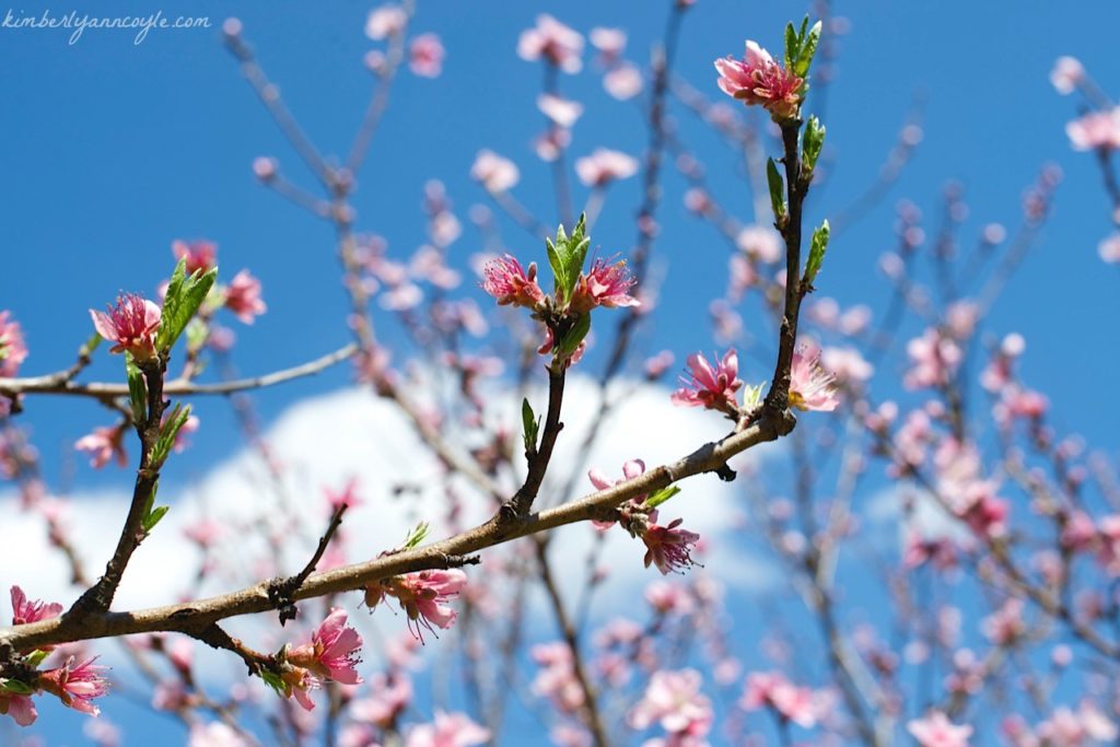 The coming season - kimberlyanncoyle.com